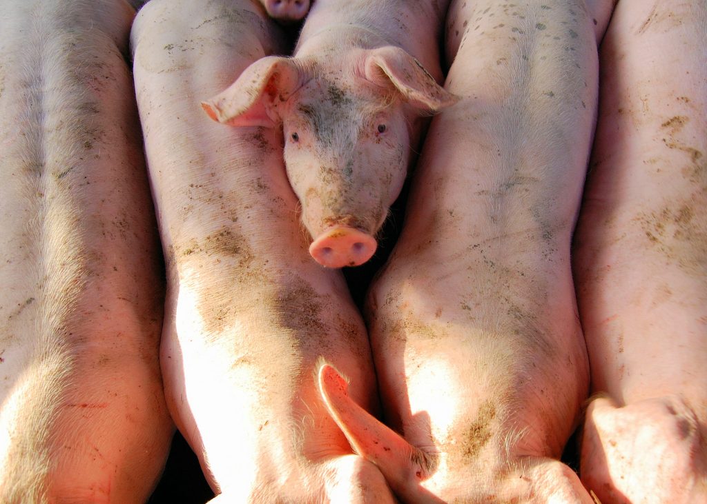 Keeping Improved Hog Margins in Perspective - CIH