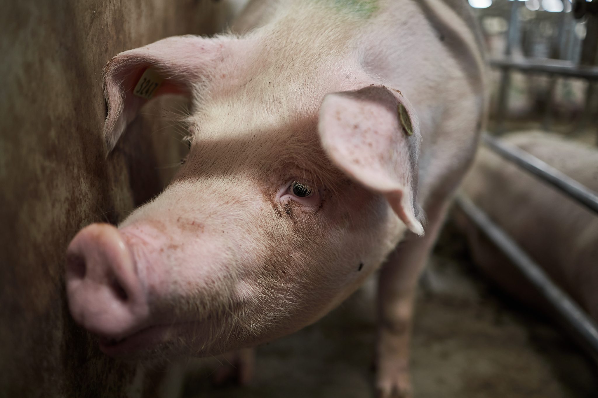 Livestock Risk Protection Valuable to Producers’ Toolbox - CIH