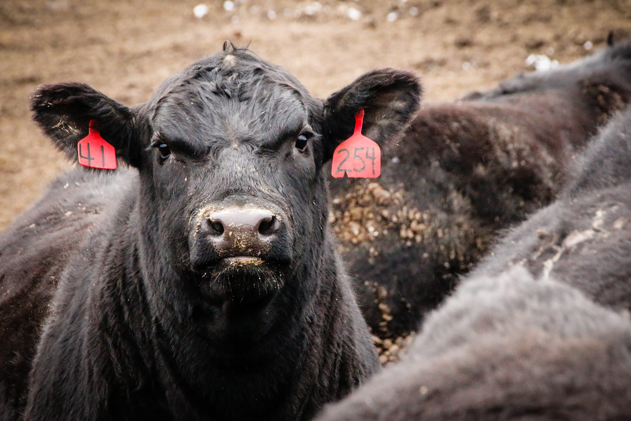 Cattle Risk Management - CIH